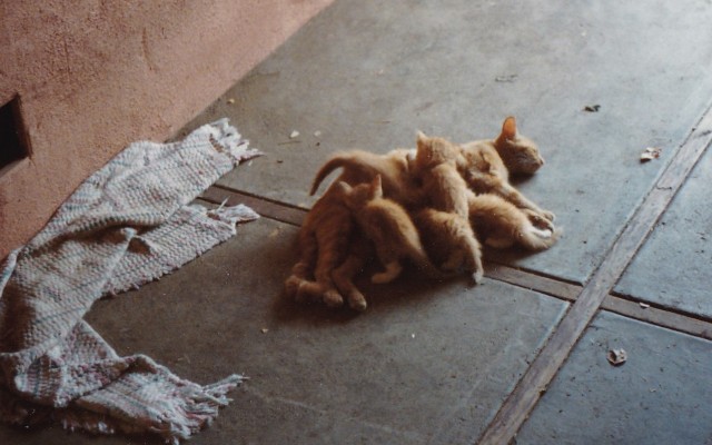 Pets From the Past, Part 1 – Nana's Whimsical World