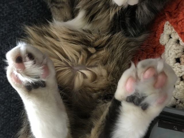 Little Cat Feet – Nana's Whimsical World