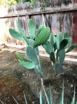Nopales Update – Nana's Whimsical World