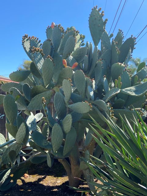 Nopales Update – Nana's Whimsical World