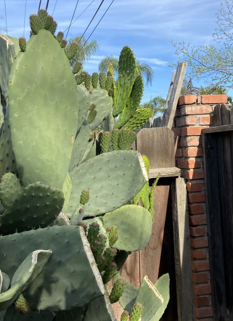 Nopales Update – Nana's Whimsical World