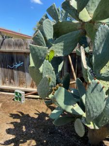 Nopales Update – Nana's Whimsical World